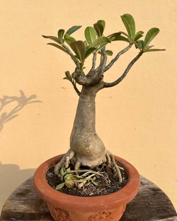 Small flowering Adenium Arabicum, Furniture & Home Living, Gardening ...