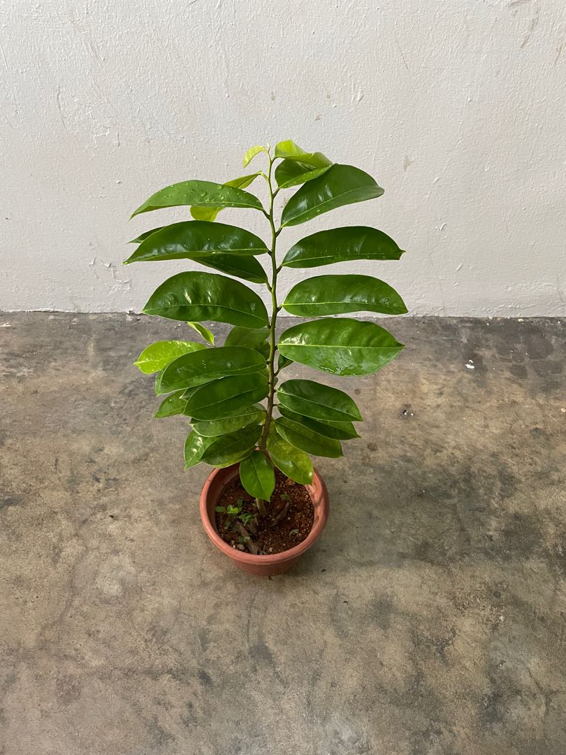 Small Soursop plant, Furniture & Home Living, Gardening, Plants & Seeds ...