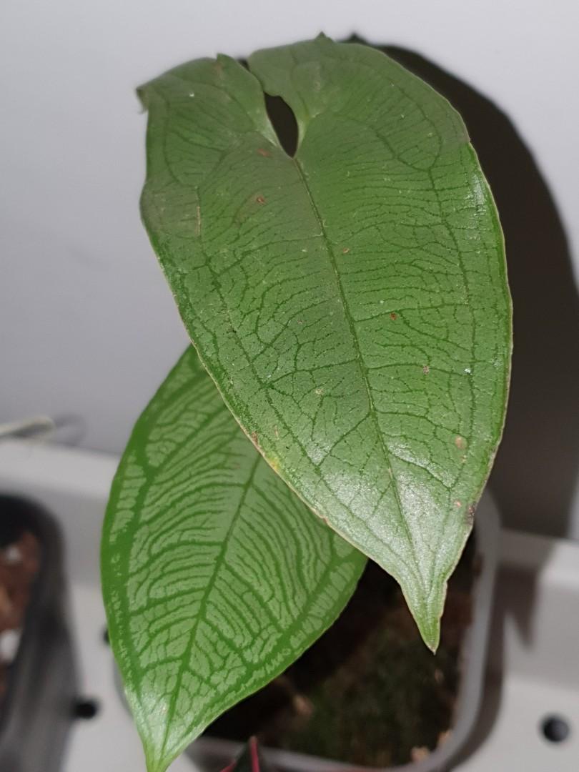 Hapaline Appendiculata Silver (Jungle Plant) houseplant aroid indoor ...
