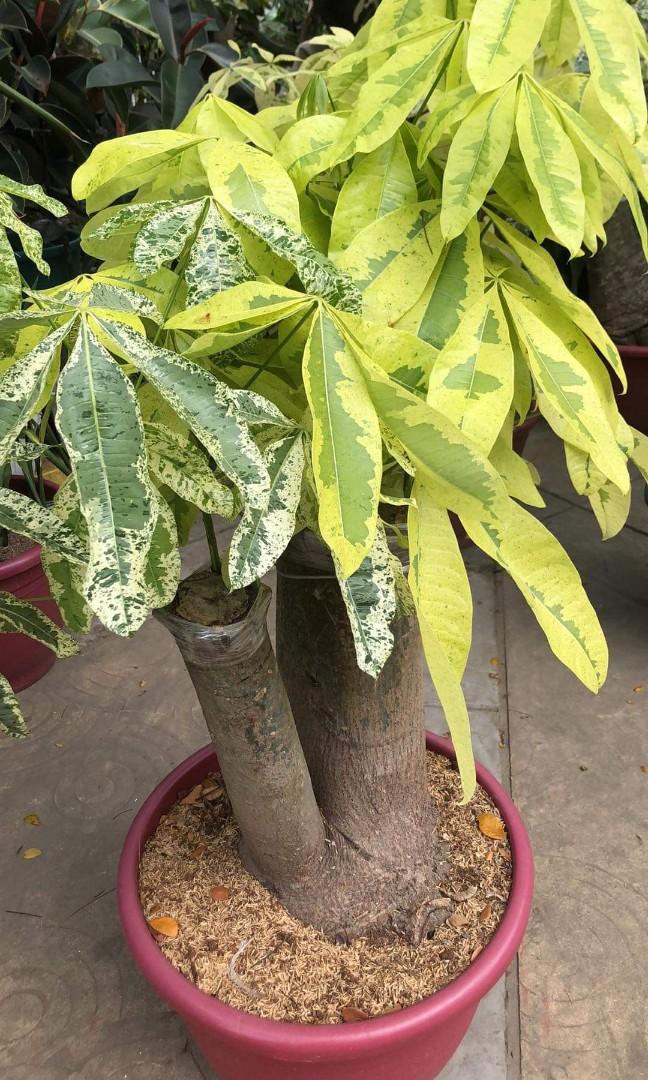 VARIEGATED MONEY TREE, Furniture & Home Living, Gardening, Plants ...