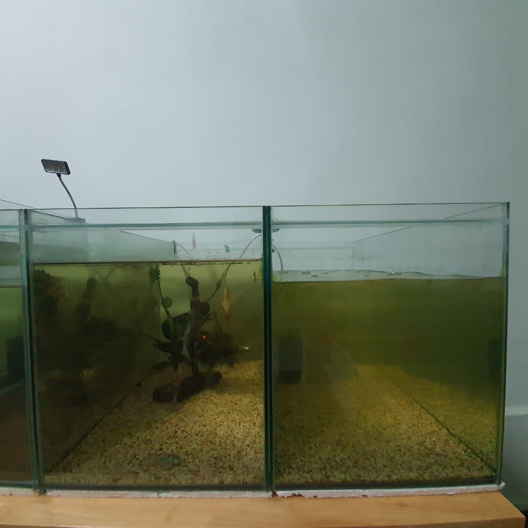 2ft Fish Tank ( well used, after wash is look like new, Pet Supplies ...