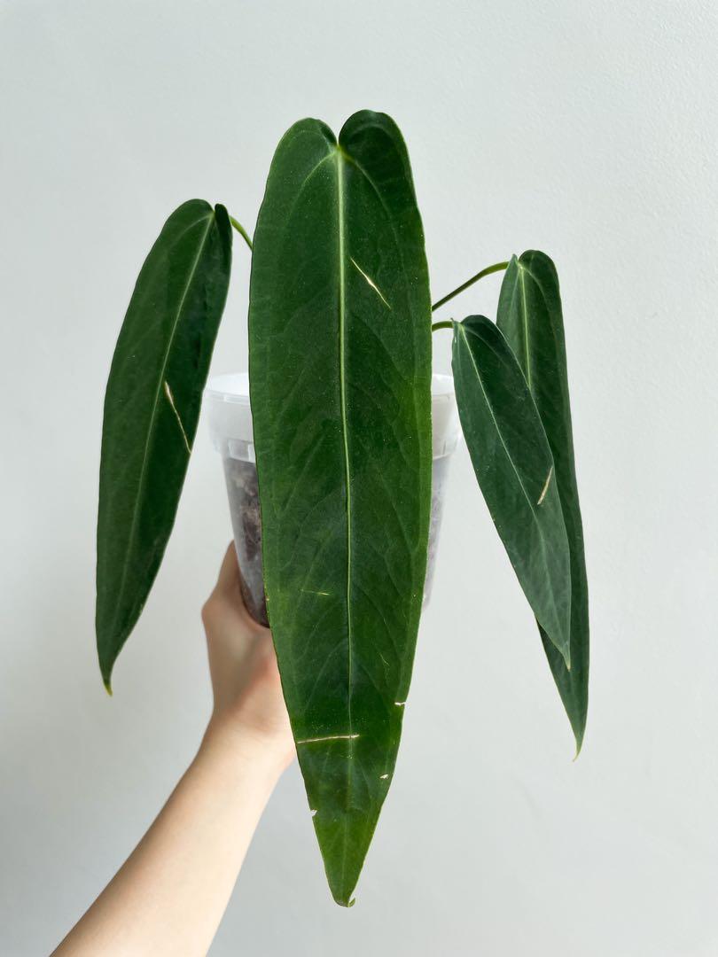 Anthurium Warocqueanum x Waterburyanum Rare, Furniture & Home Living ...