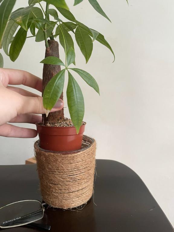 Mini Pachira, Furniture & Home Living, Gardening, Pots & Planters on ...