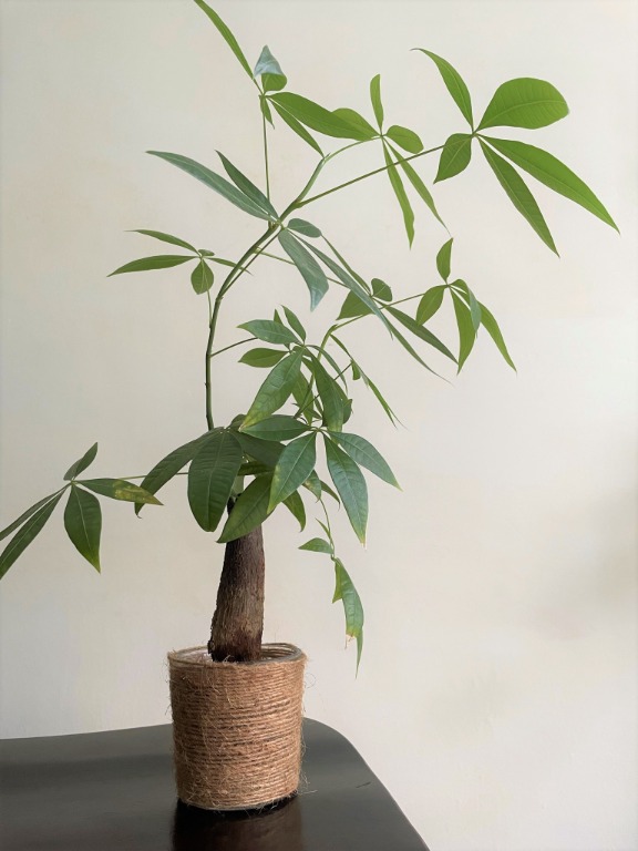 Mini Pachira, Furniture & Home Living, Gardening, Pots & Planters on ...