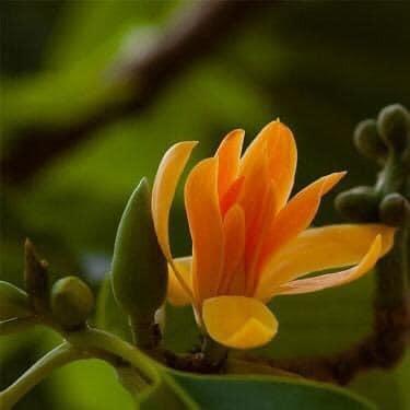 bunga cempaka sdn bhd