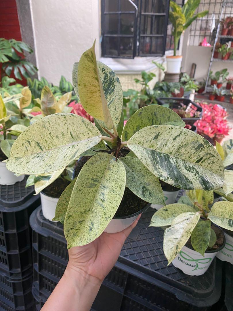 Rubber Tree Shivereana Moonshine, Furniture & Home Living, Gardening ...