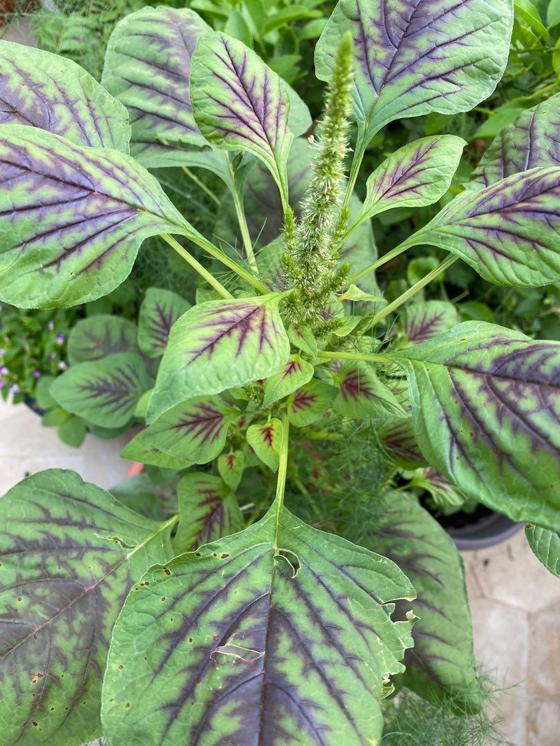 Seeds - red bayam spinach amaranth, Furniture & Home Living, Gardening ...