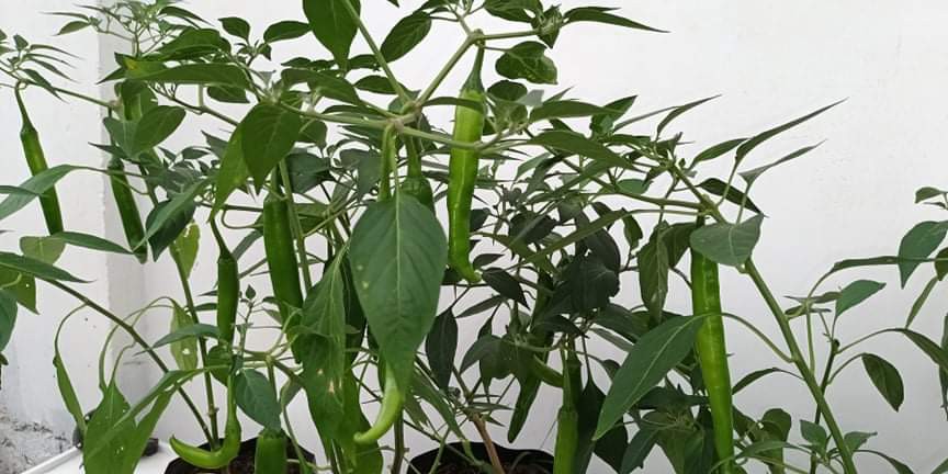 Siling green, Furniture & Home Living, Gardening, Plants & Seeds on ...