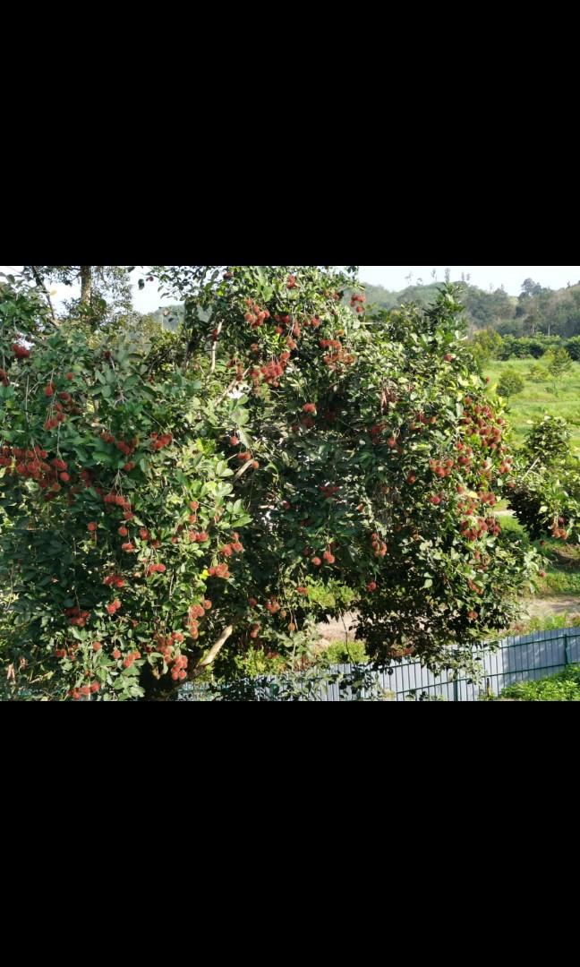 Durian Plantation in Malaysia for sale, Everything Else on Carousell