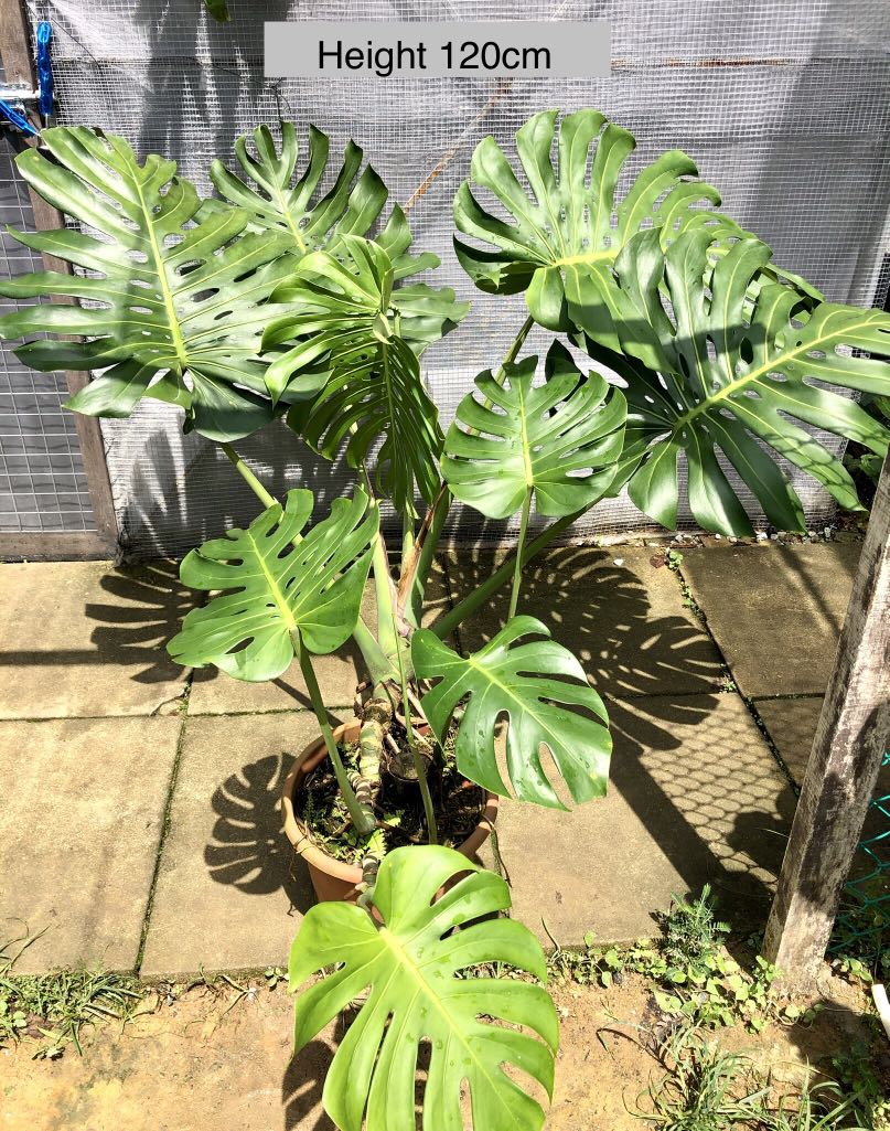 Giant Monstera Deliciosa - 120cm tall, Furniture & Home Living ...