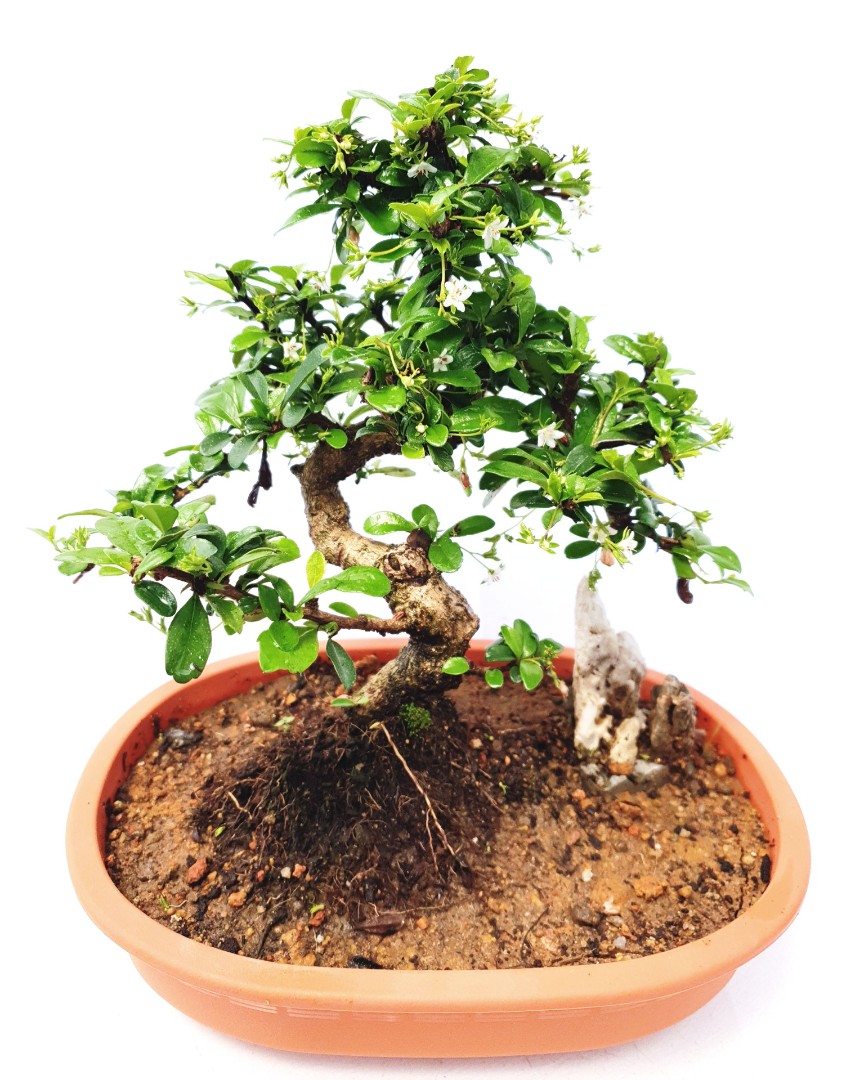 Hokkien Tea Bonsai, Furniture & Home Living, Gardening, Plants & Seeds ...