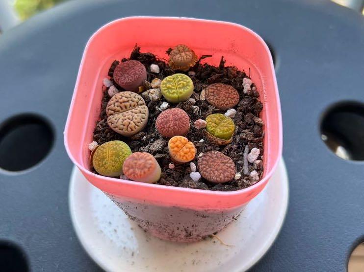 Lithop set with pot (as per pic), Furniture & Home Living, Gardening ...