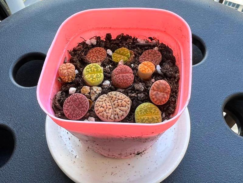 Lithop set with pot (as per pic), Furniture & Home Living, Gardening ...