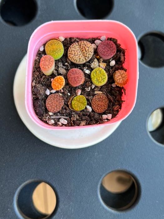 Lithop set with pot (as per pic), Furniture & Home Living, Gardening ...