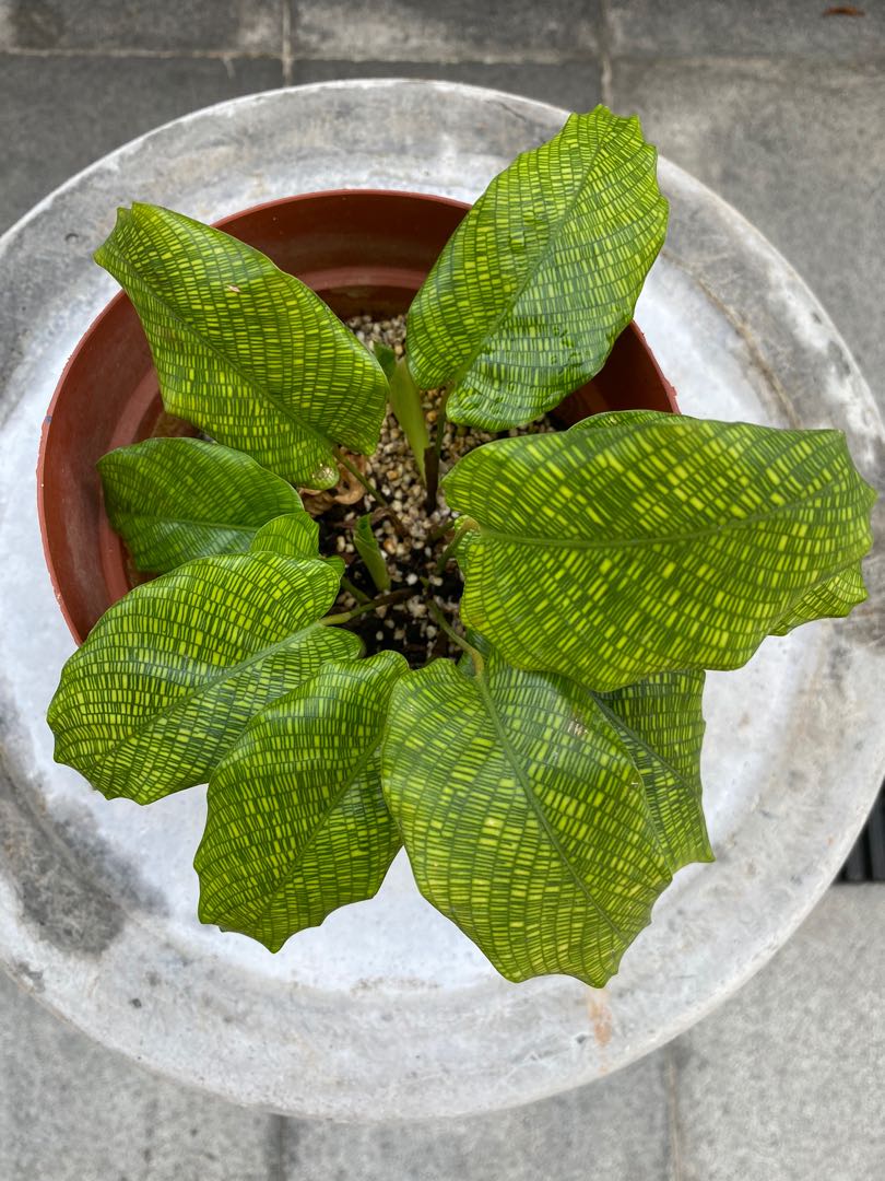 RARE calathea musaica network plant, Furniture & Home Living, Gardening ...