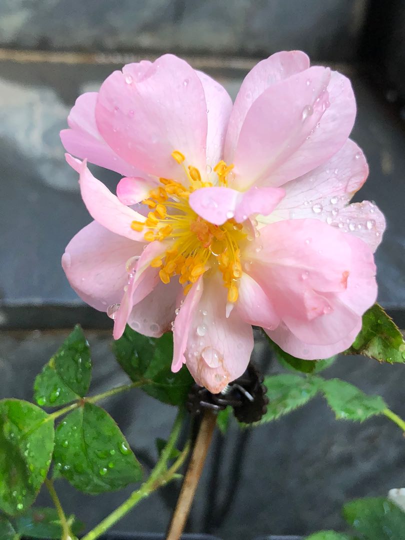 Rose own root small plant, Furniture & Home Living, Gardening, Plants ...