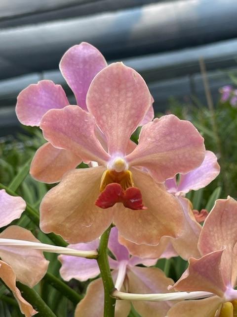 The Beautiful Papilionanda Tan Chay Yan Orchid is Now Blooming & On ...