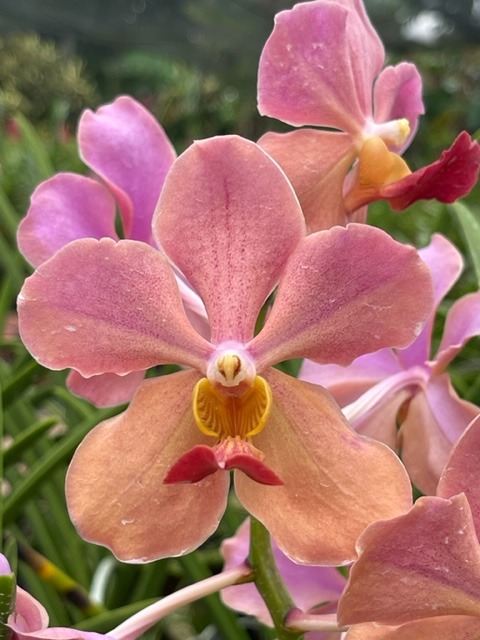 The Beautiful Papilionanda Tan Chay Yan Orchid is Now Blooming & On ...