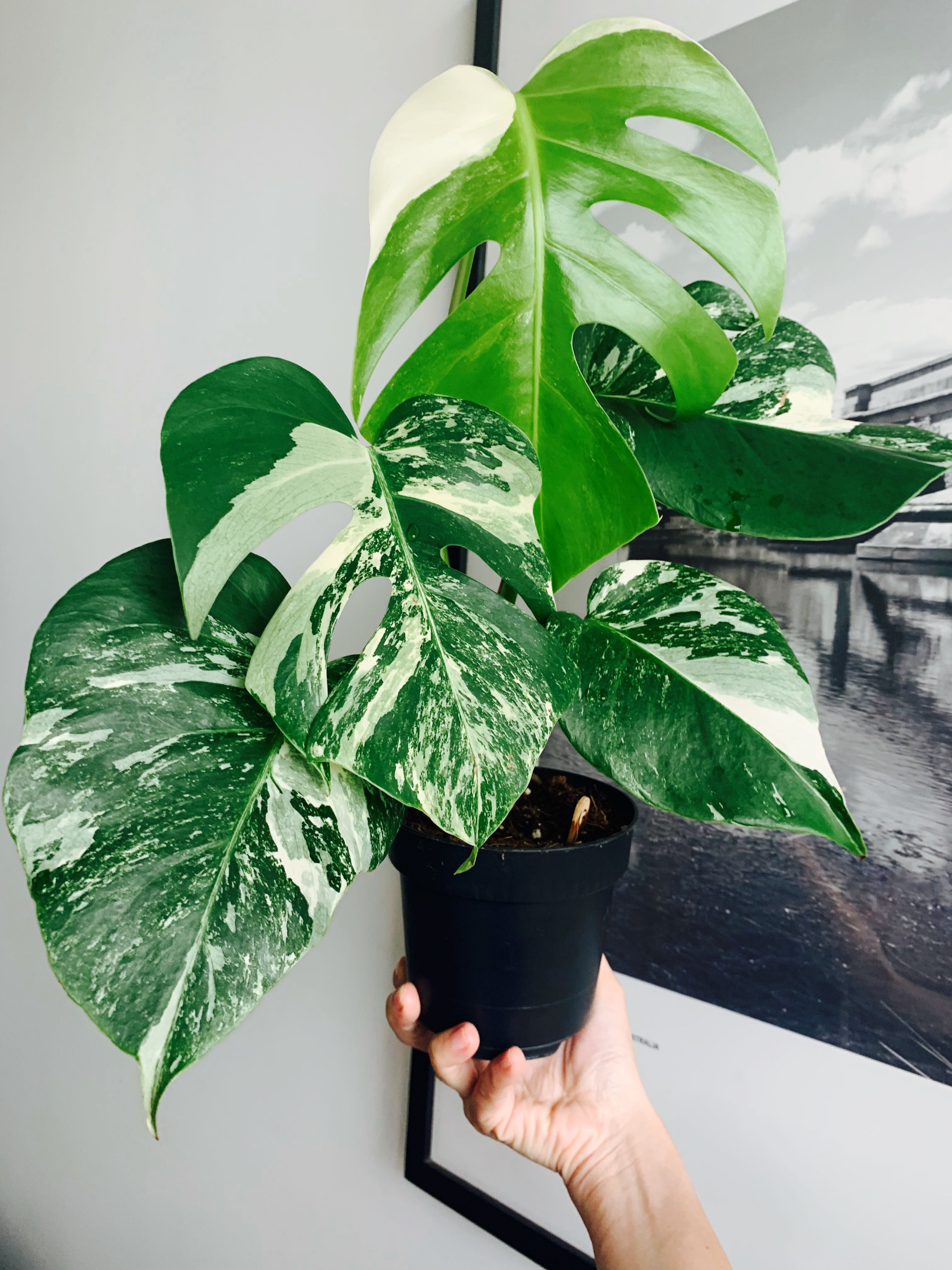 Variegated Monstera Albo Borsigiana, Furniture & Home Living, Gardening ...