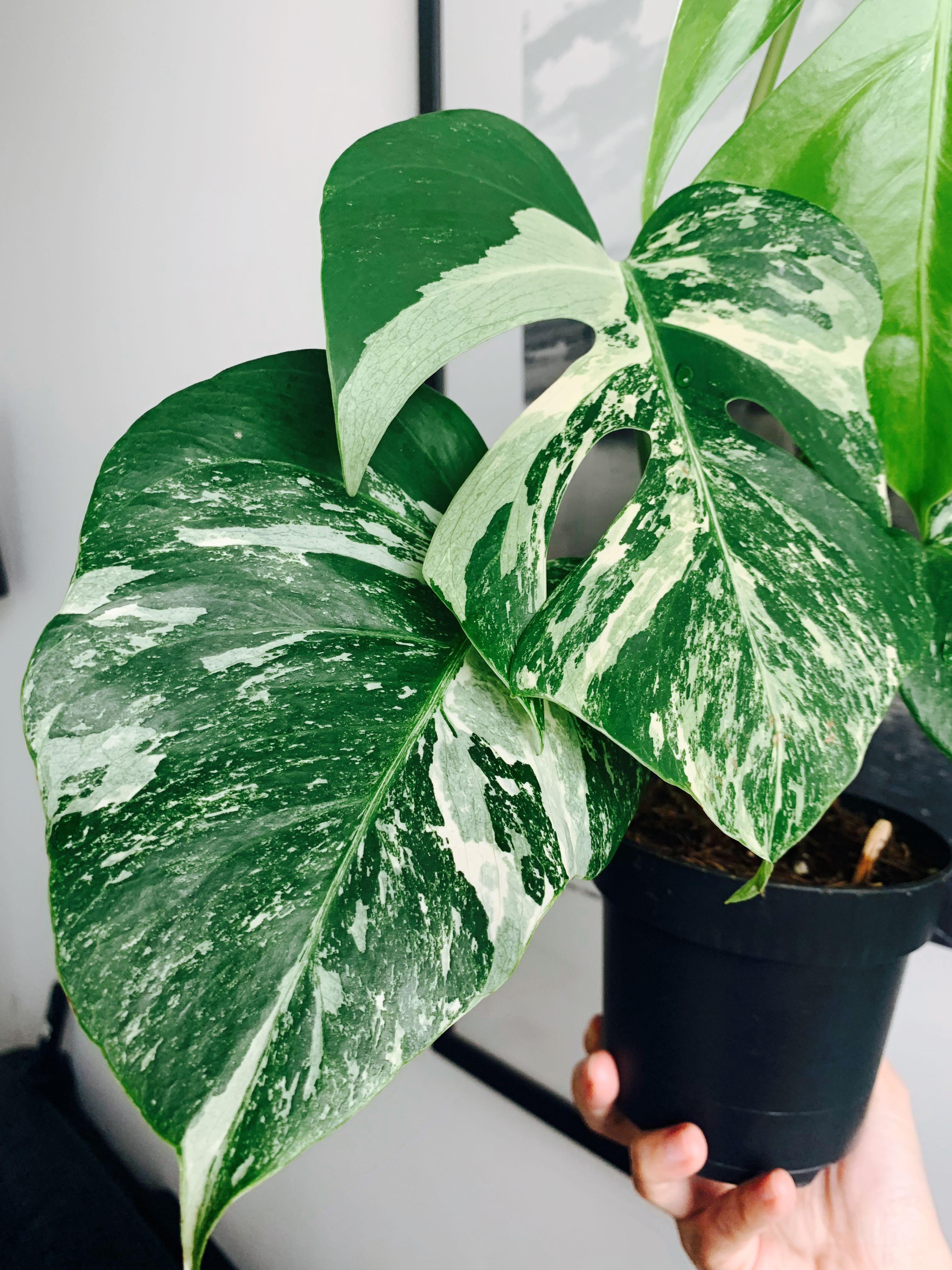 Variegated Monstera Albo Borsigiana, Furniture & Home Living, Gardening ...