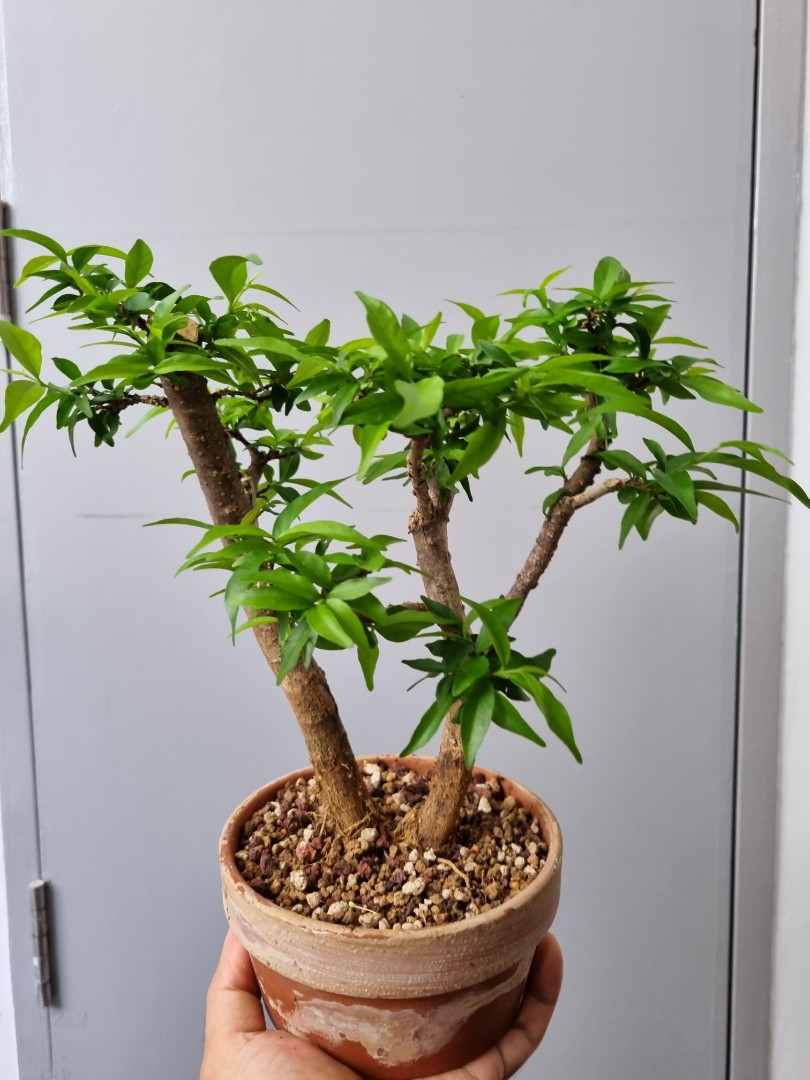 Wrightia Religiosa (Water Jasmine) plant/tree/bonsai, Furniture & Home ...