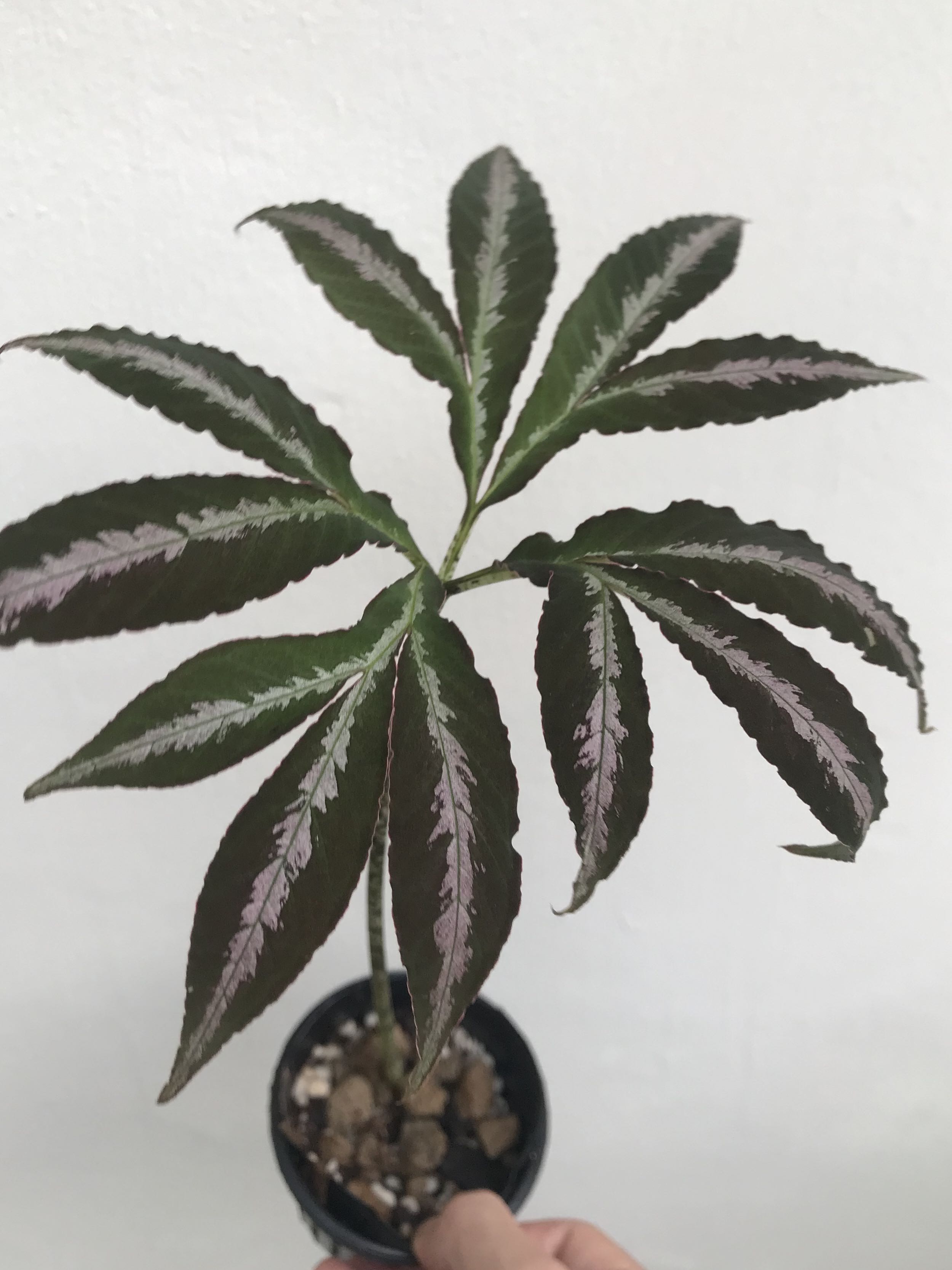 Amorphophallus pendulus, Furniture & Home Living, Gardening, Plants ...