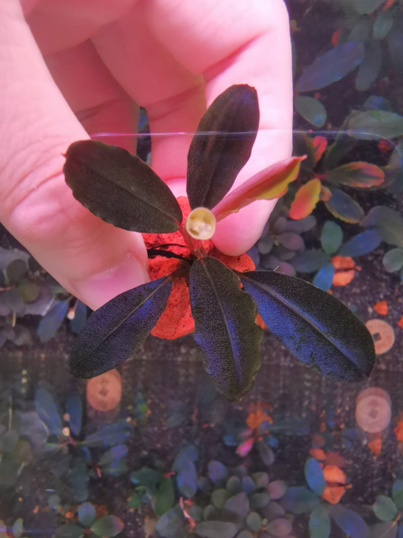 Bucep Bucephalandra Brownie Ghost 2015, Furniture & Home Living ...