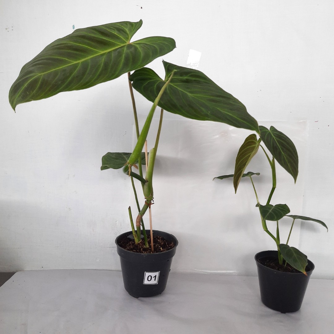 Philodendron Splendid, Furniture & Home Living, Gardening, Plants ...
