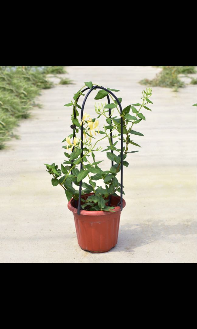 Plastic u-shaped pot frame for climbing plants, Furniture & Home Living ...