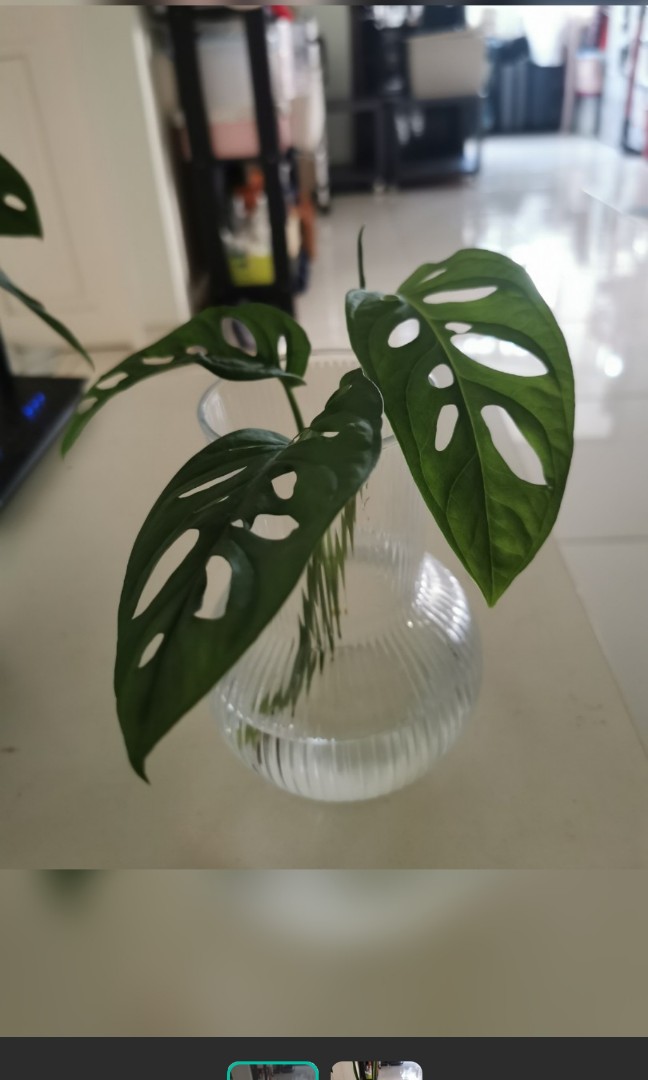 Monstera adansonii (Sweet cheese plant), Furniture & Home Living ...