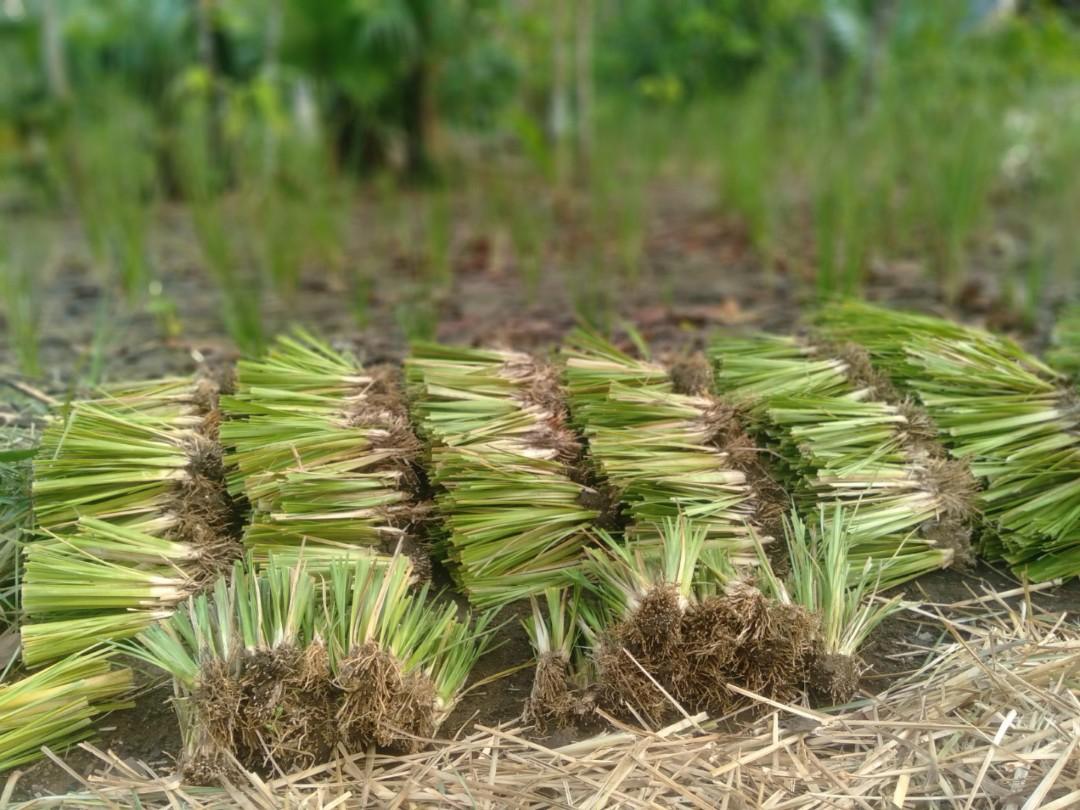 Vetiver Grass Vegetation / Vetiver Grass Slip / Vetiver Grass potted ...