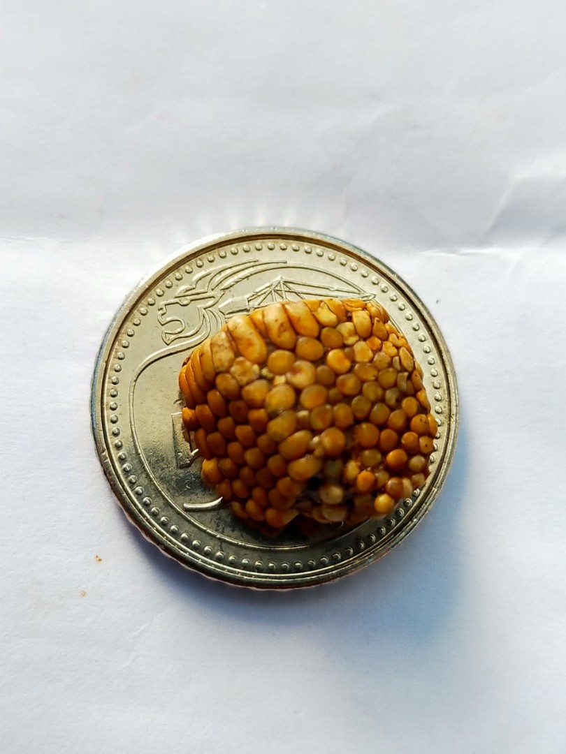 Buntat Semut (Ant Pearl), Hobbies & Toys, Memorabilia & Collectibles ...