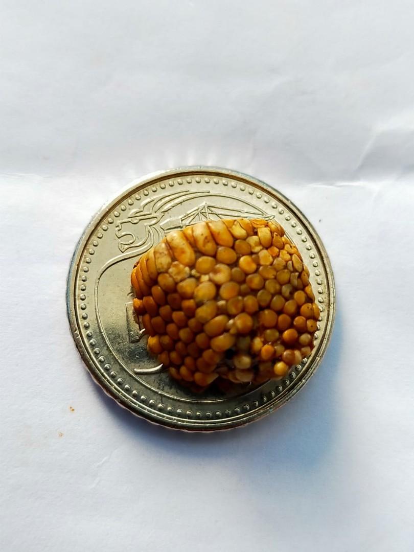 Buntat Semut (Ant Pearl), Hobbies & Toys, Memorabilia & Collectibles ...