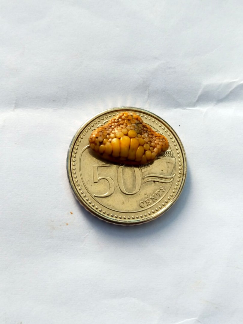 Buntat Semut, Hobbies & Toys, Memorabilia & Collectibles, Religious ...