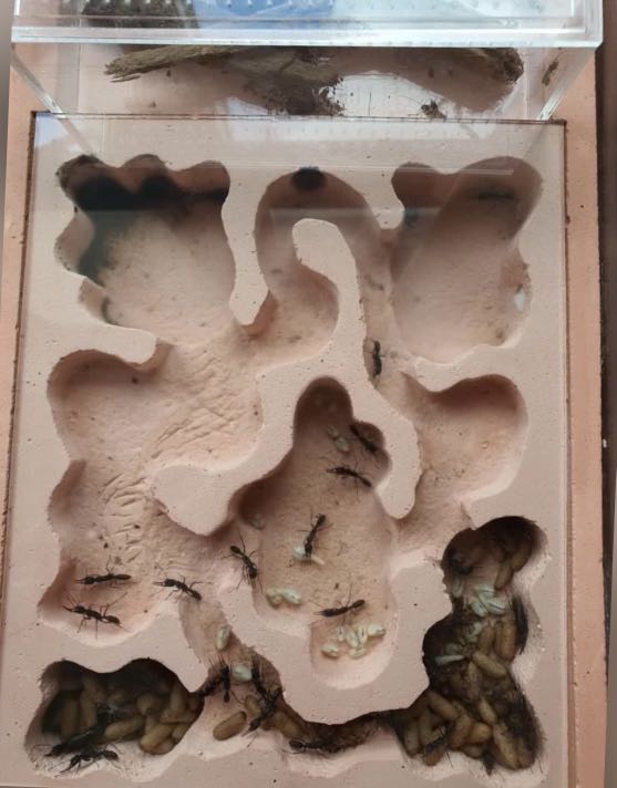 Clay Formicarium, Pet Supplies, Homes & Other Pet Accessories on Carousell
