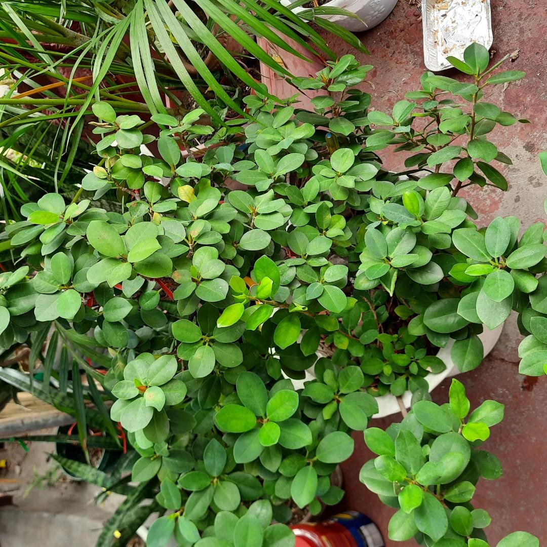 Ficus Nana, Furniture & Home Living, Gardening, Plants & Seeds on Carousell