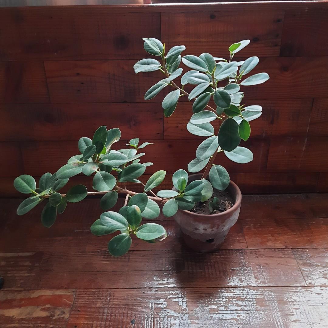 Ficus Nana, Furniture & Home Living, Gardening, Plants & Seeds on Carousell