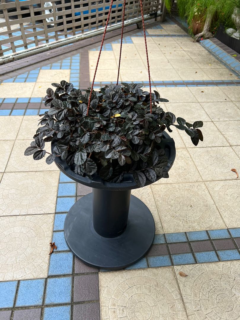 Hanging pepperoni plant, Furniture & Home Living, Gardening, Plants ...