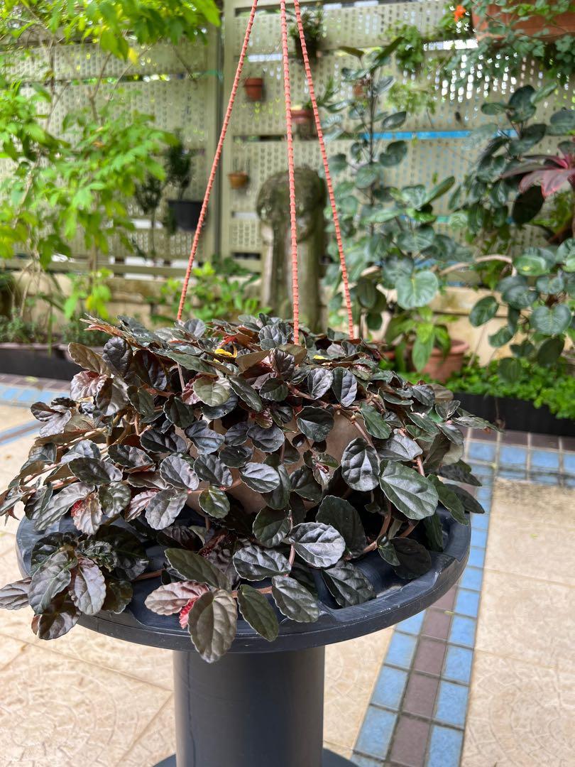 Hanging pepperoni plant, Furniture & Home Living, Gardening, Plants ...