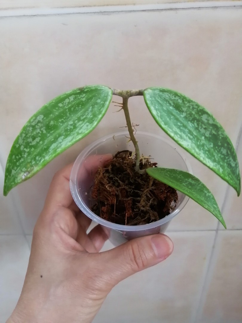 Hoya Rangsan, Furniture & Home Living, Gardening, Plants & Seeds on ...