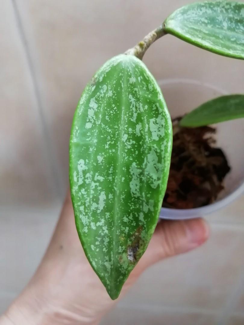 Hoya Rangsan, Furniture & Home Living, Gardening, Plants & Seeds on ...