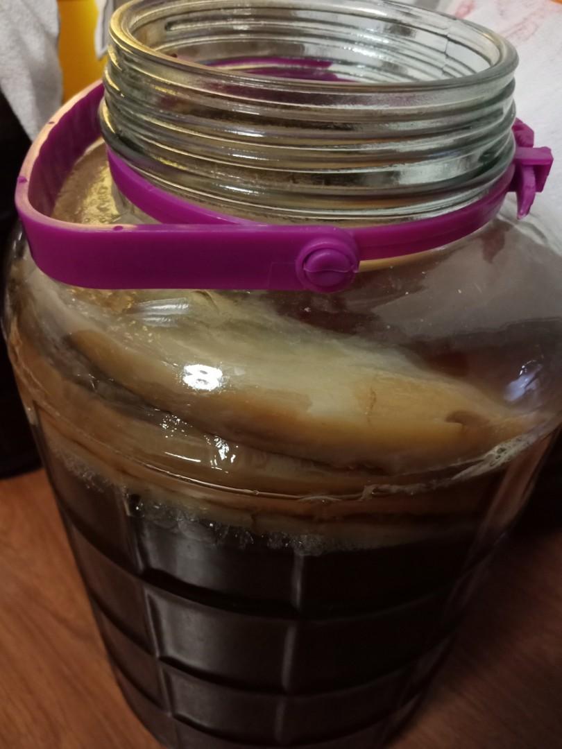Kombucha SCOBY, Food & Drinks, Fresh Produce on Carousell