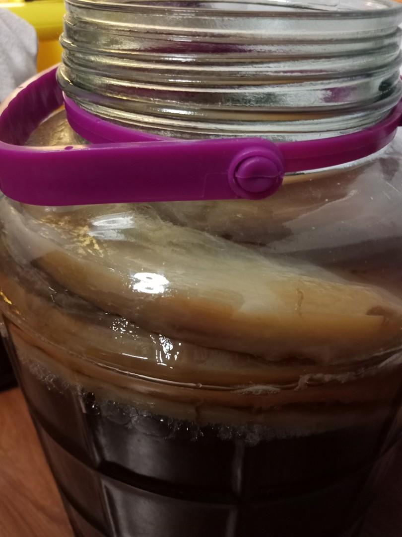 Kombucha SCOBY, Food & Drinks, Fresh Produce on Carousell