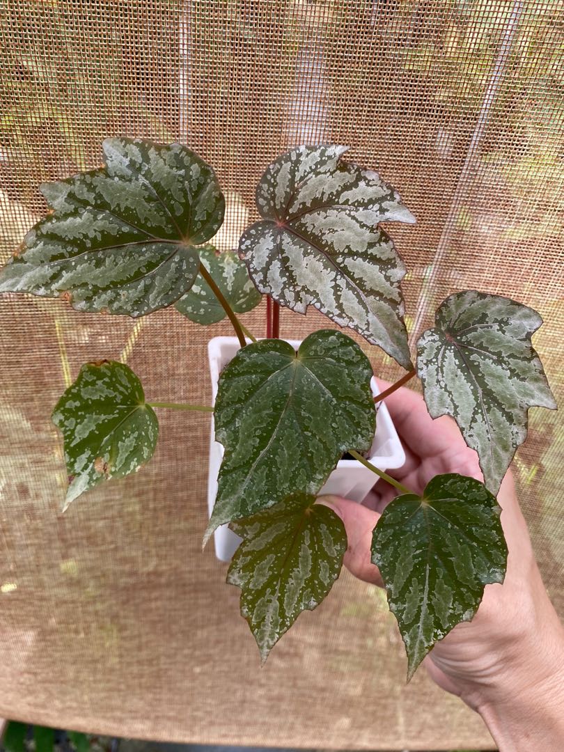 Begonia Silver Angel Wings, Furniture & Home Living, Gardening, Plants ...