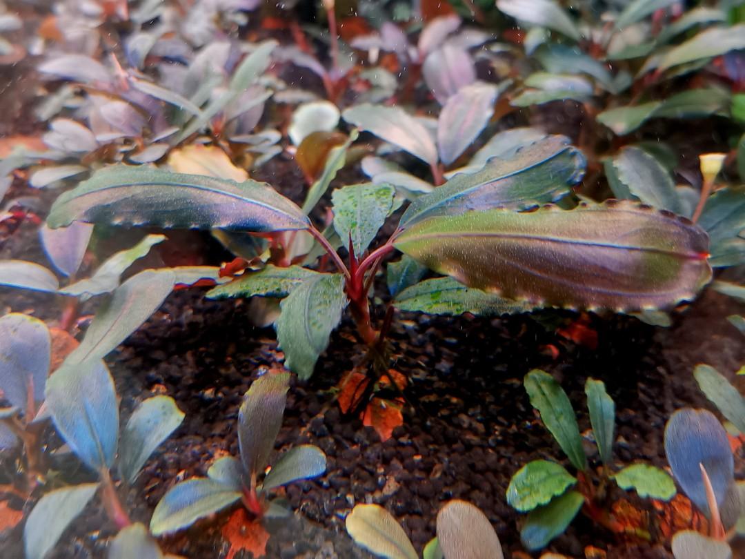 Bucep Bucephalandra Hellfire, Furniture & Home Living, Gardening, Plants & Seeds on Carousell