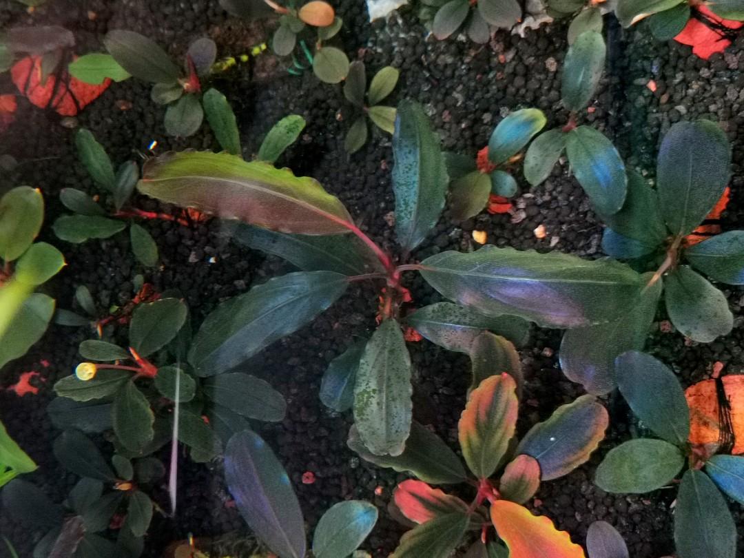 Bucep Bucephalandra Hellfire, Furniture & Home Living, Gardening ...