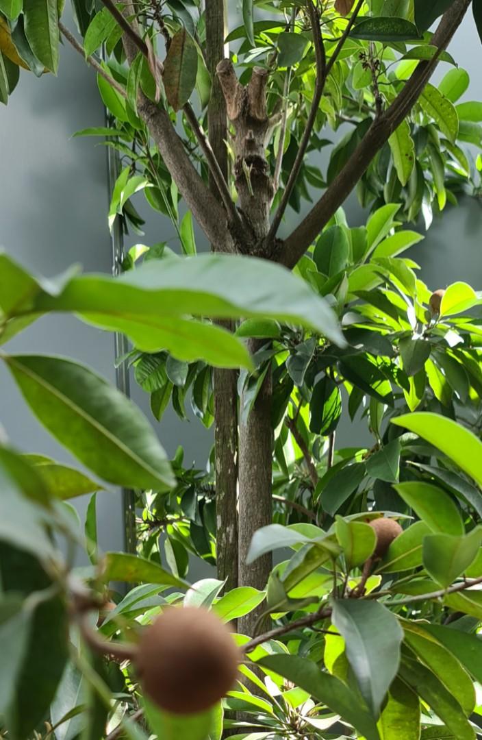 Chiku fruit tree 2.8m, Furniture & Home Living, Gardening, Plants ...