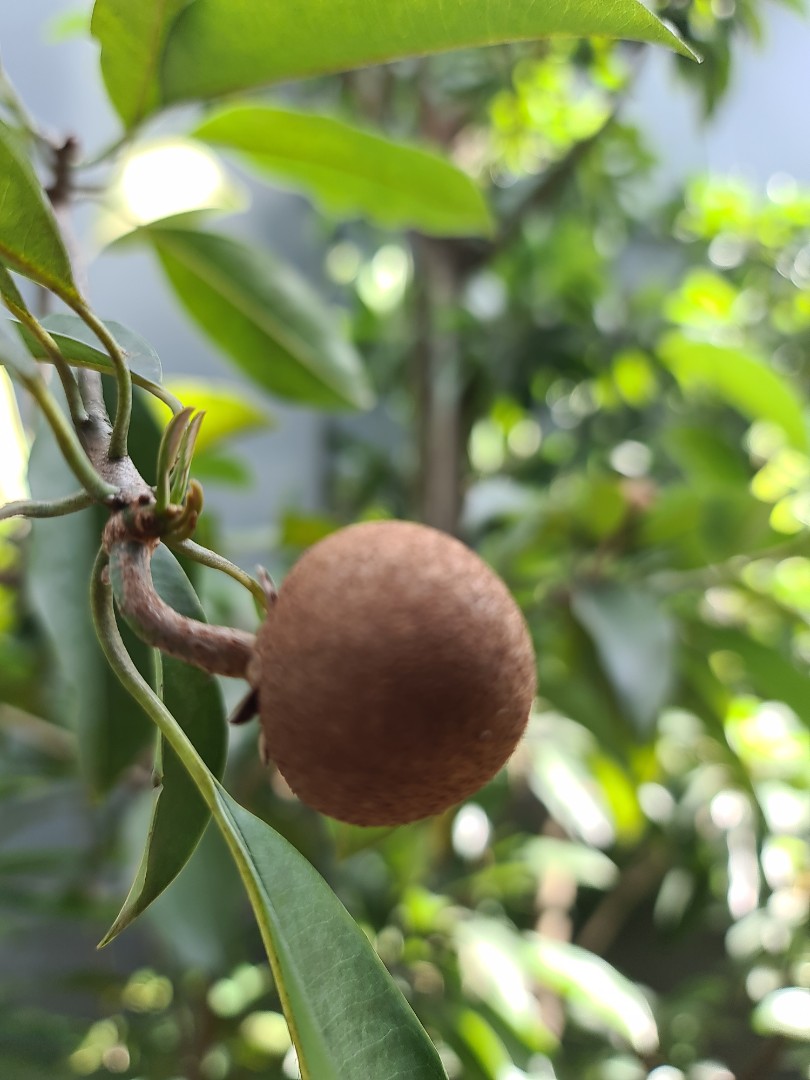 Chiku fruit tree 2.8m, Furniture & Home Living, Gardening, Plants ...