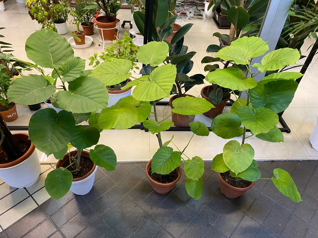 Ficus Umbellata, Furniture & Home Living, Gardening, Plants & Seeds on ...