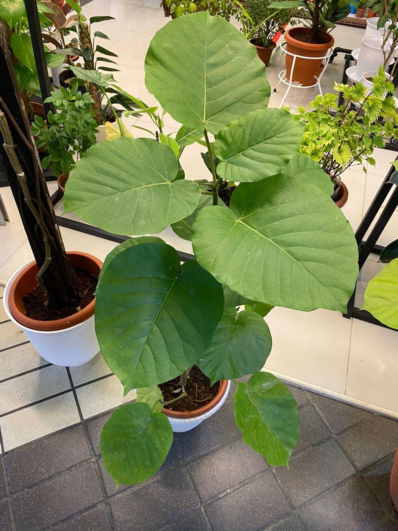 Ficus Umbellata, Furniture & Home Living, Gardening, Plants & Seeds on ...